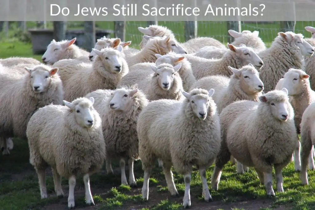 Do Jews Still Sacrifice Animals? - Best Mitzvahs